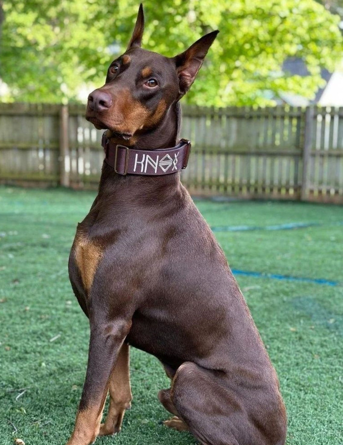 2" Tacti Luxe Collar - Etsy