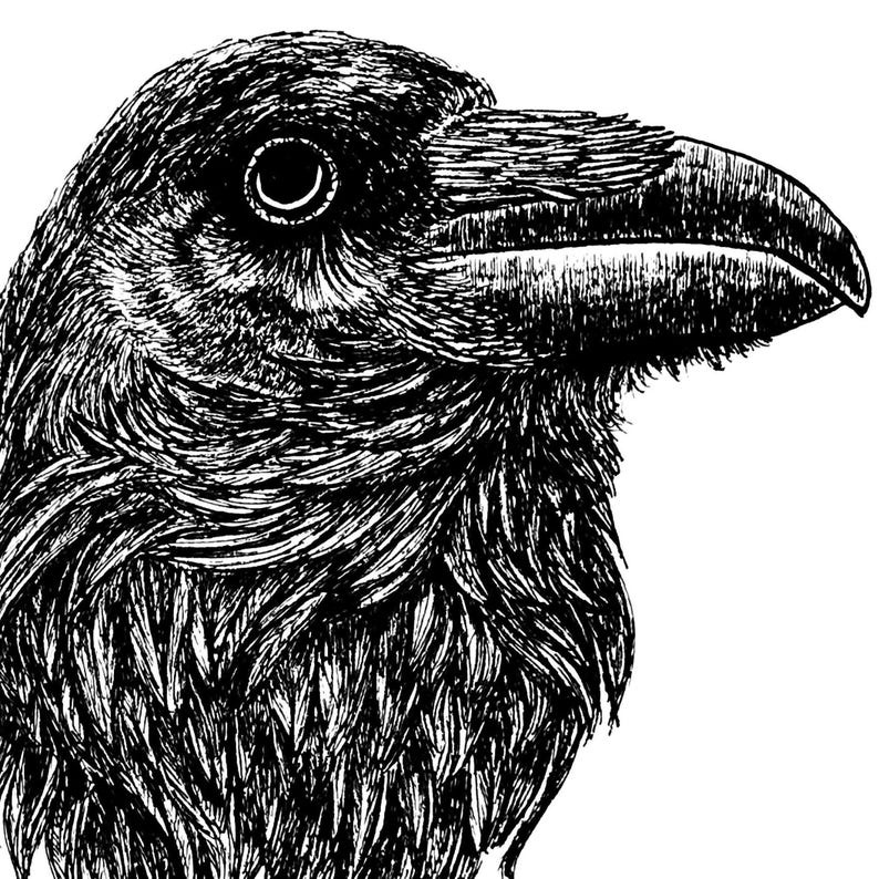 Raven Portrait Original Drawing Archival Print - Etsy