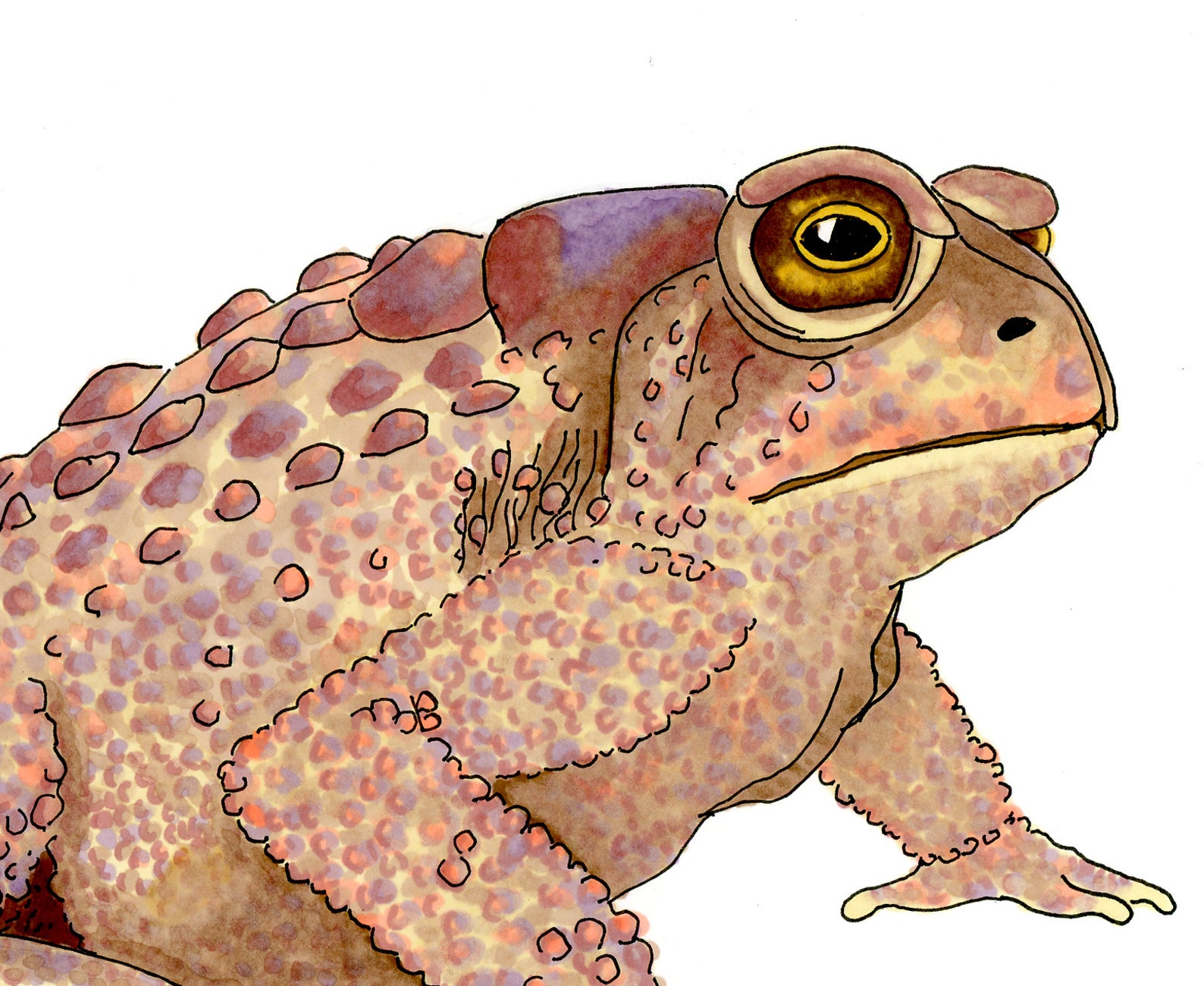 Colorful Toad Print Based on Original Marker and Pen Drawing - Etsy