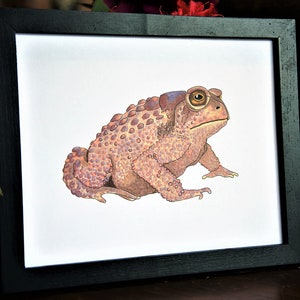 Colorful Toad Print Based on Original Marker and Pen Drawing - Etsy