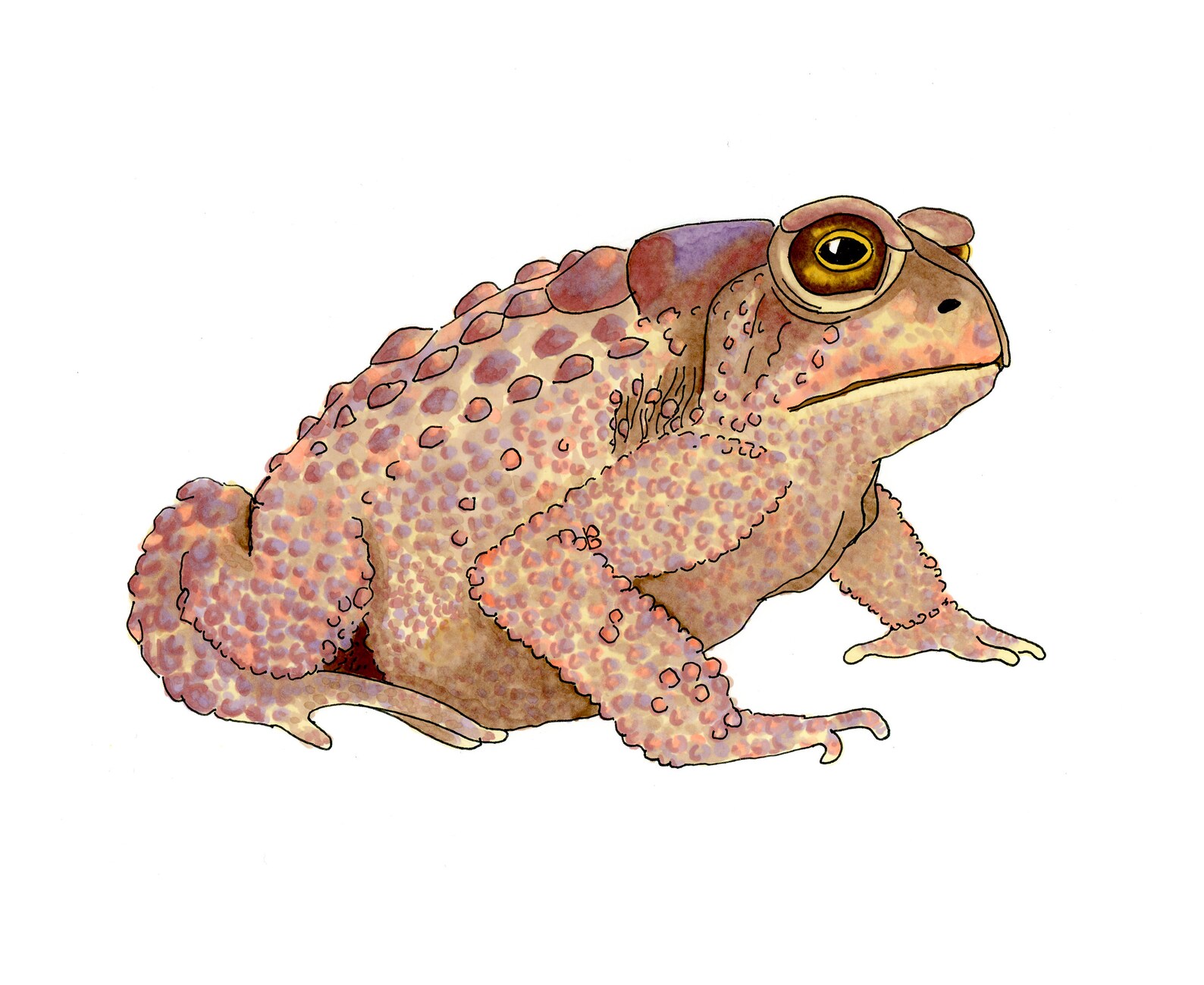 Colorful Toad Print Based on Original Marker and Pen Drawing - Etsy