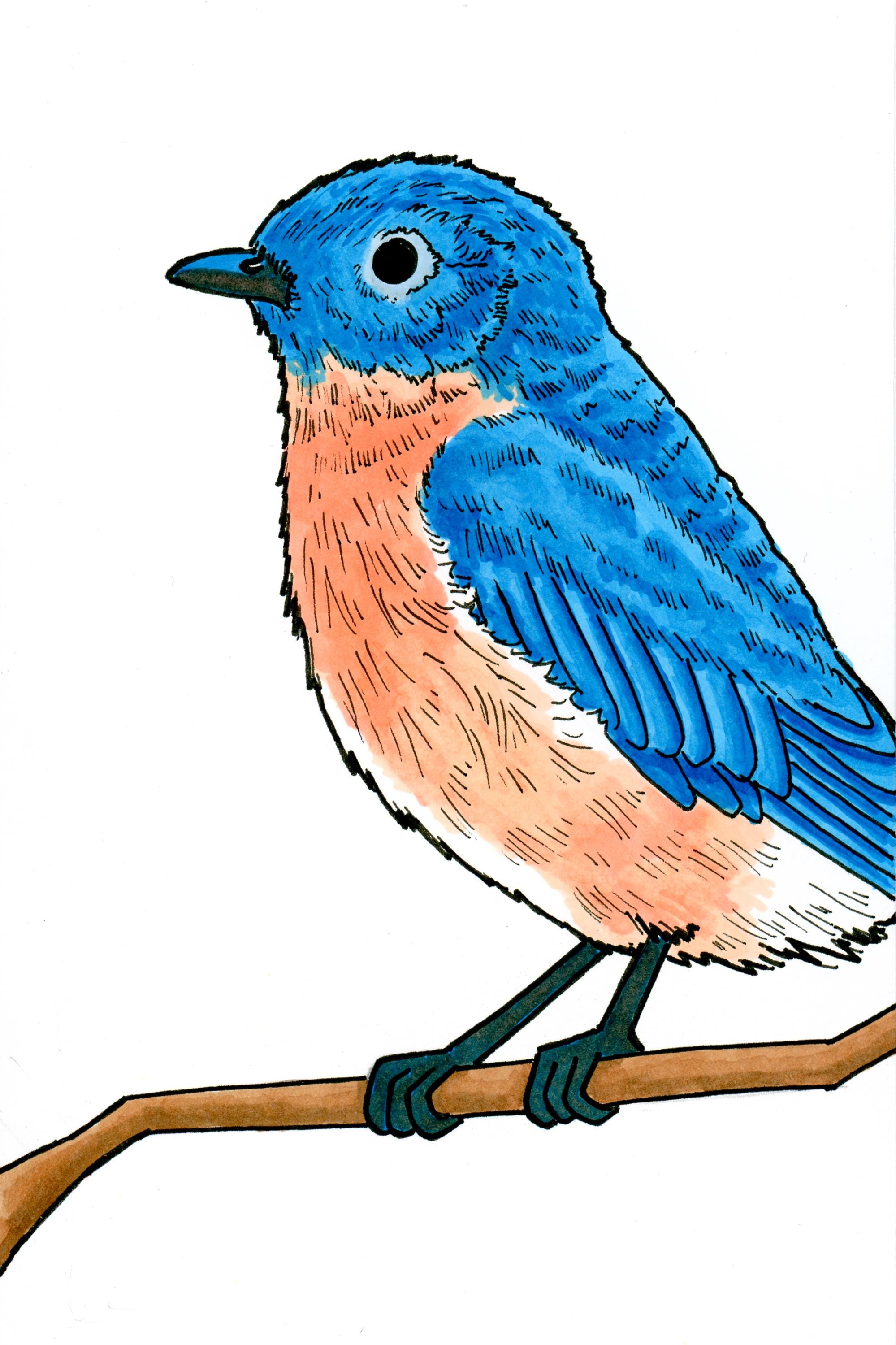 Bluebird Original Drawing, Ready to Frame - Etsy