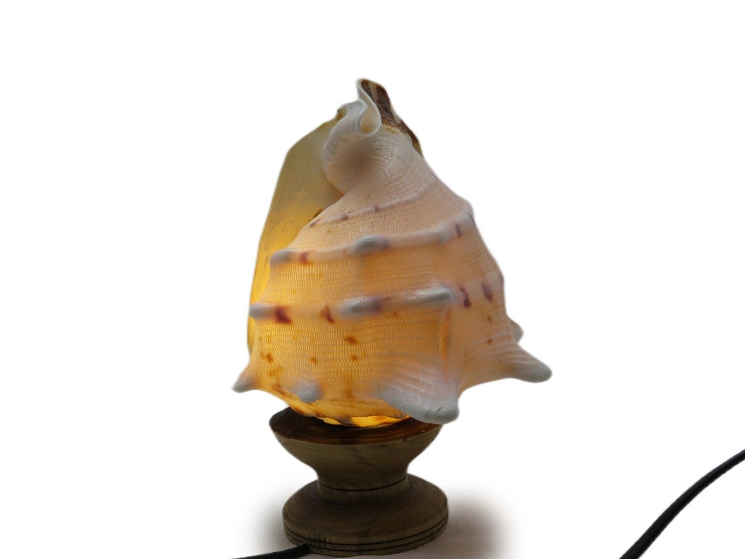 A Big One-piece Conch Seashell Lampshade - Etsy