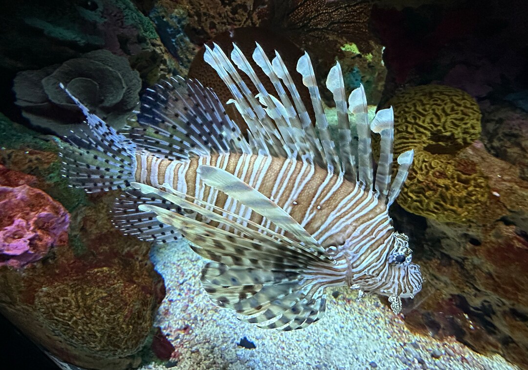 Lion Fish Print - Etsy