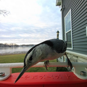 Bird Buddy Perch With Wood Grain Texture white - Etsy