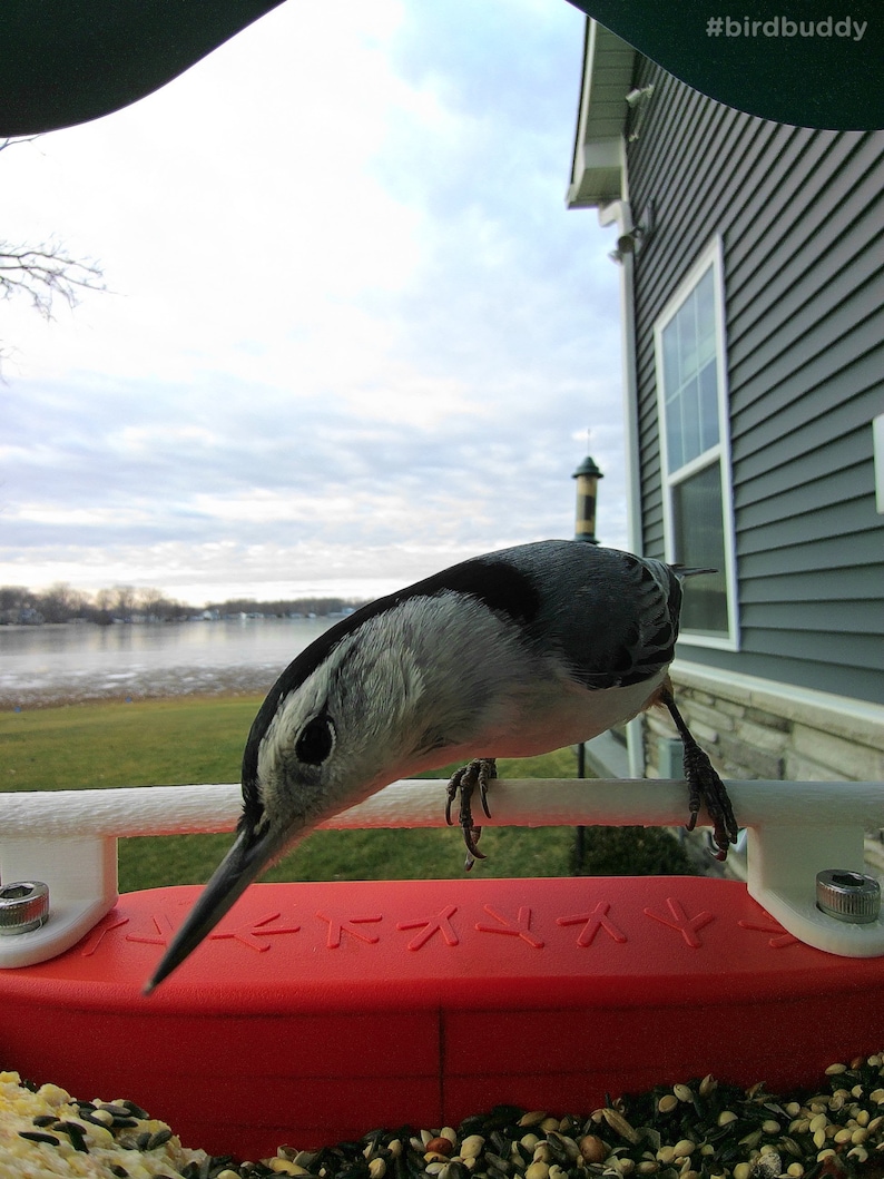 Bird Buddy Perch With Wood Grain Texture in White - Etsy