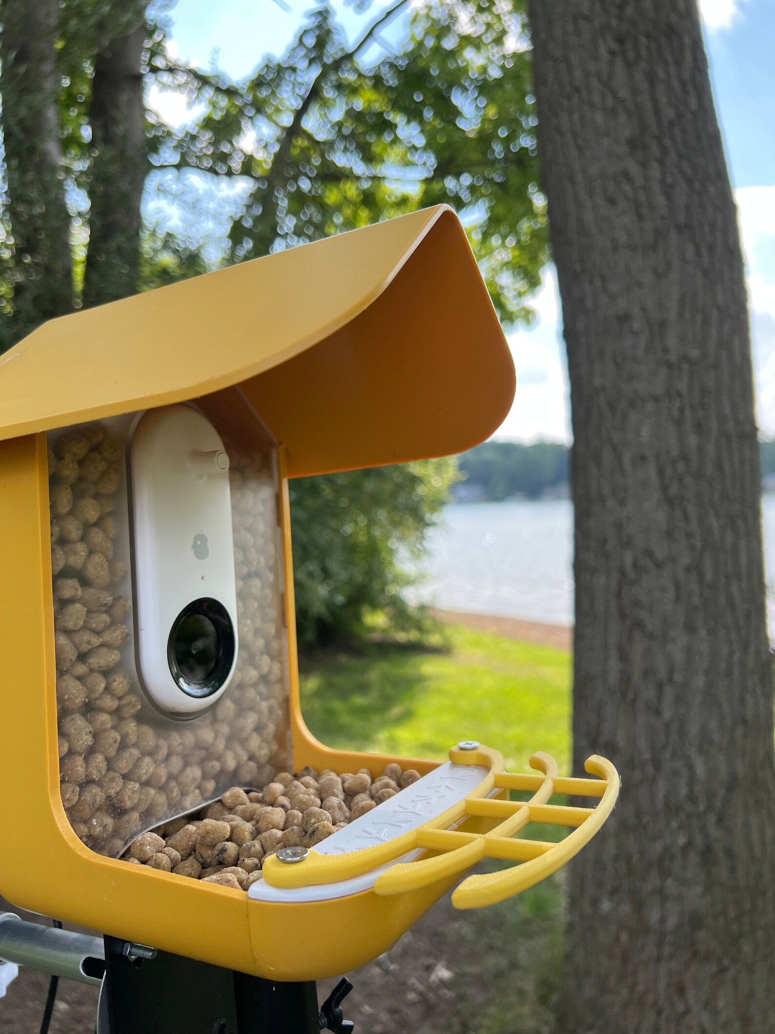 Curved Perch for Bird Buddy Feeder (yellow) - Etsy