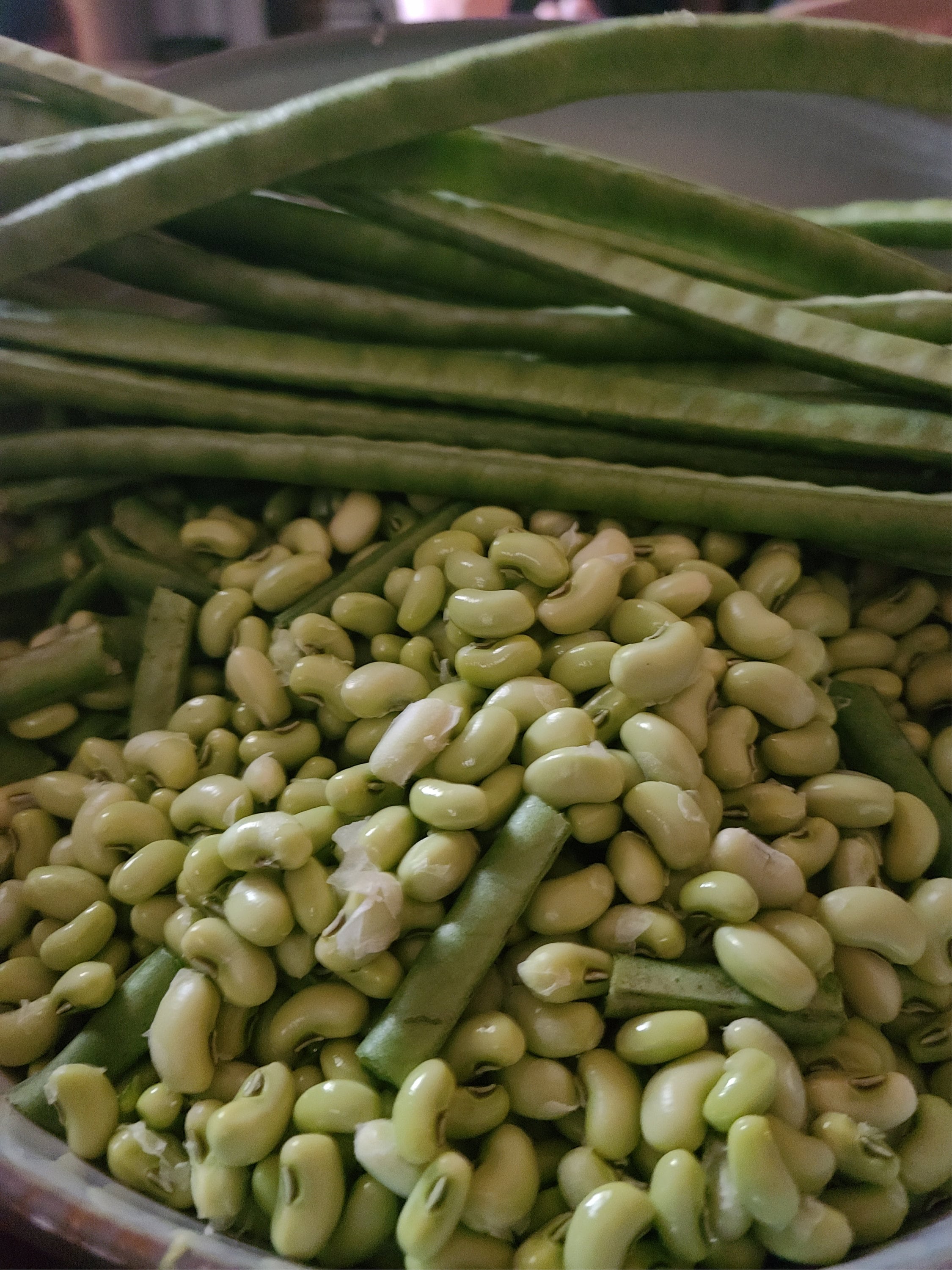 Cow Peas Conchs Texas Cream - Etsy