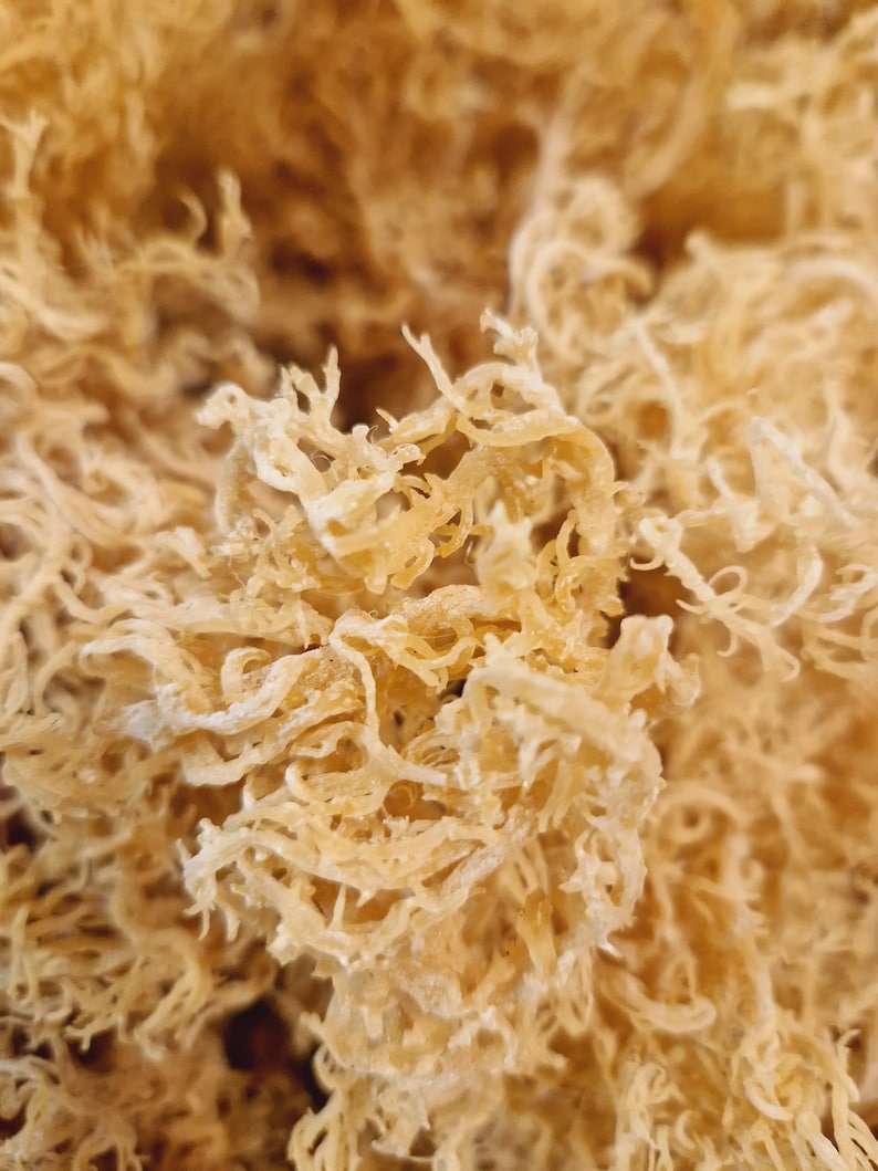 BULK Dried Seamoss / St Lucain Sea Moss / Wholesale /sun Dried Gold ...