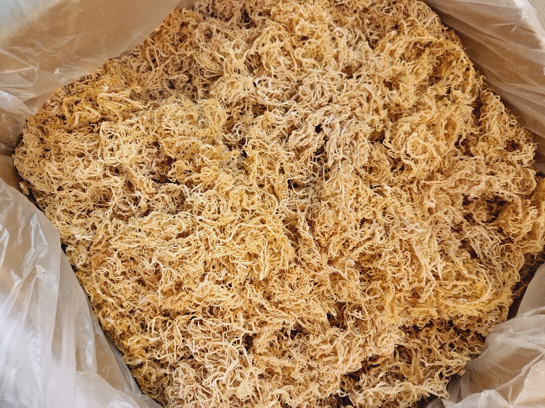 BULK Dried Seamoss / St Lucain Sea Moss / Wholesale /sun Dried Gold ...