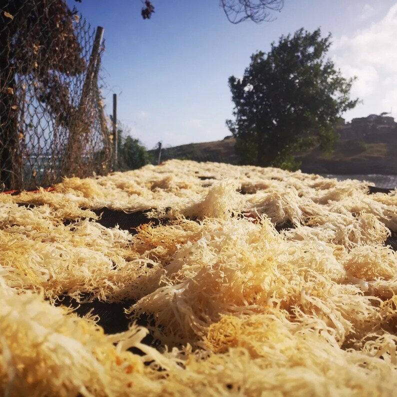 BULK Dried Seamoss / St Lucain Sea Moss / Wholesale /sun Dried Gold ...