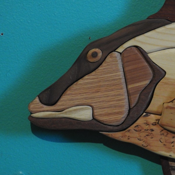 Hogfish - Etsy