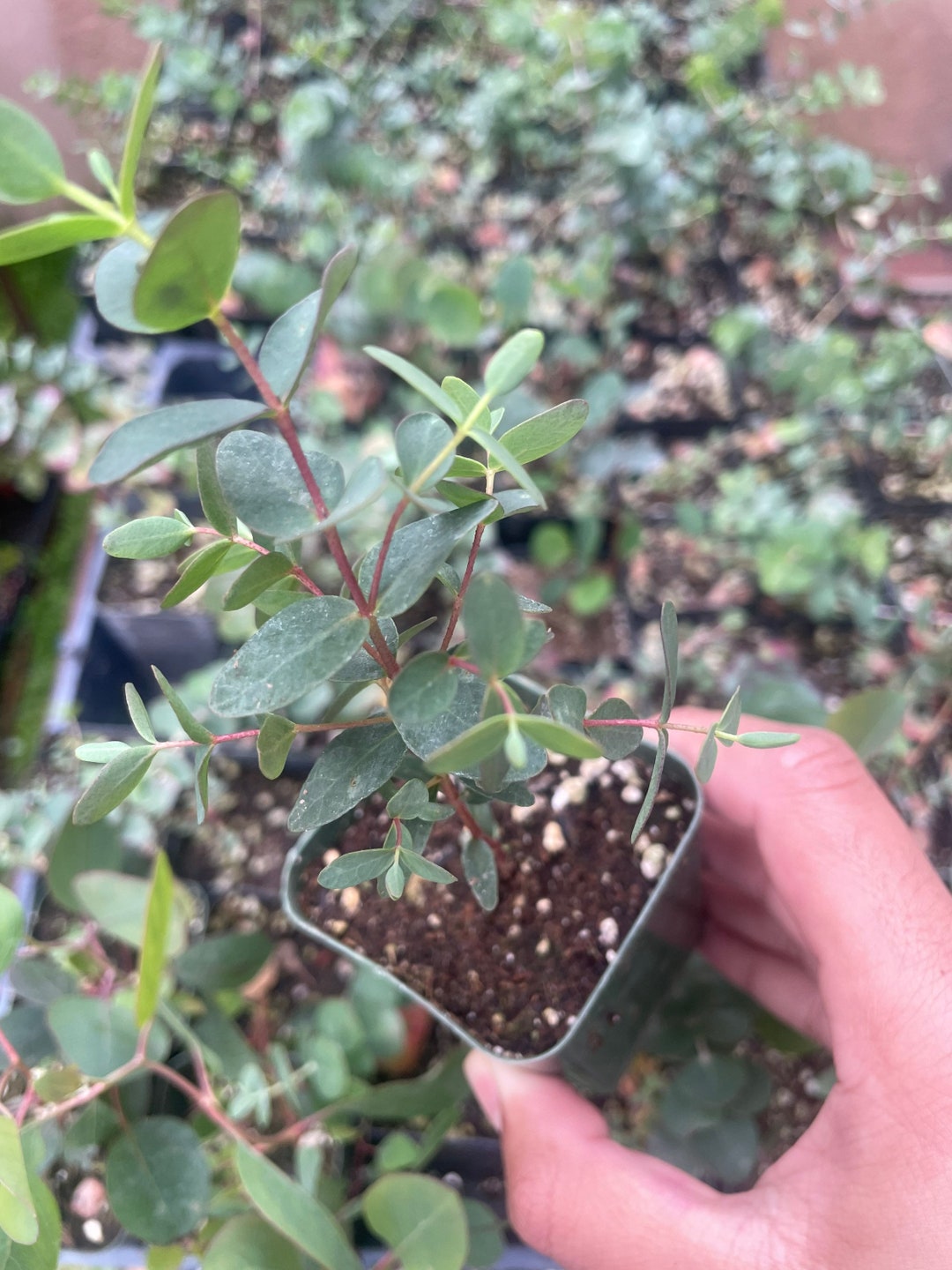 Live Eucalyptus Parvifolia Potted Plant - Etsy