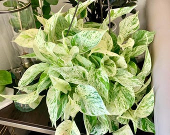 Pothos Snow Queen Rare Plant 4” Pot - Etsy