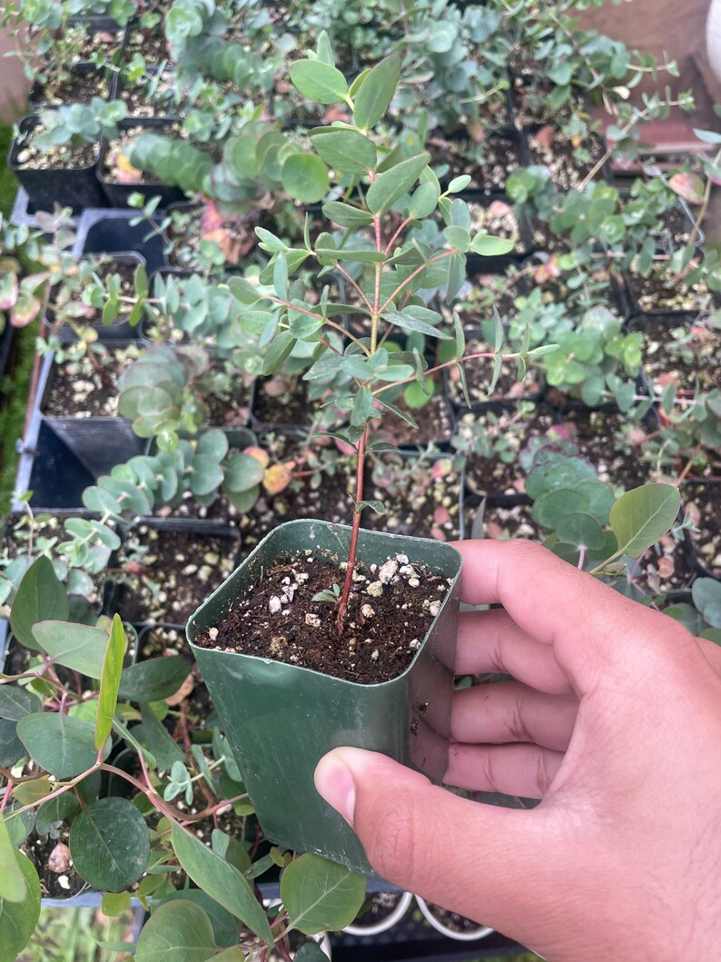 Live Eucalyptus Parvifolia Potted Plant - Etsy