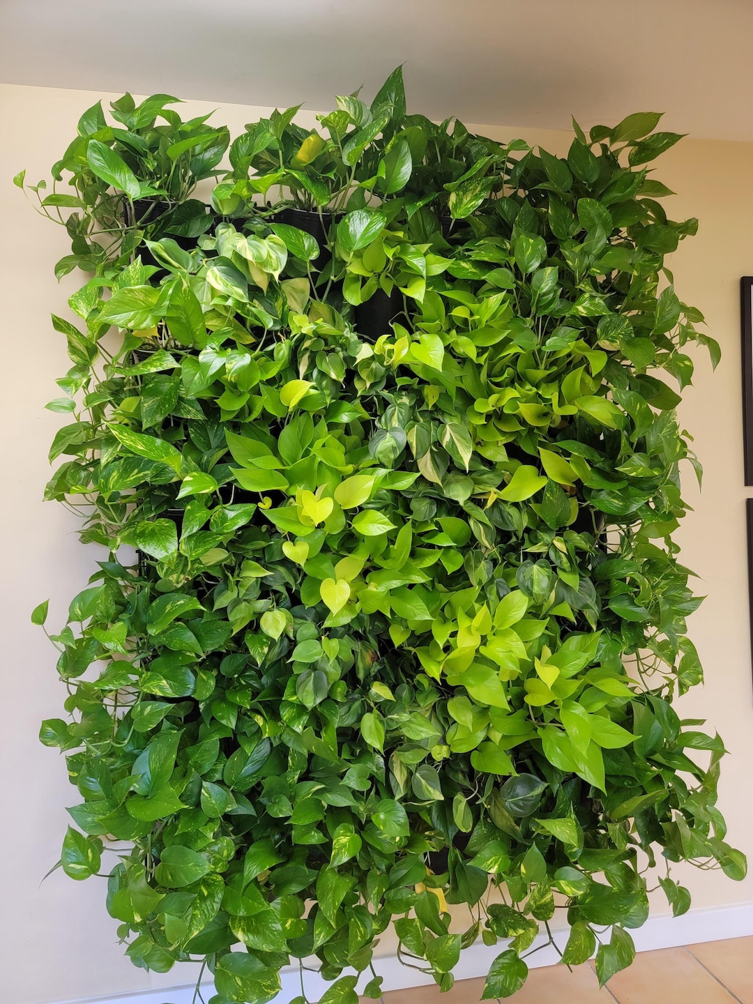 Stunning House Plant Golden Pothos Trailing Hawaiian Pothos - Etsy