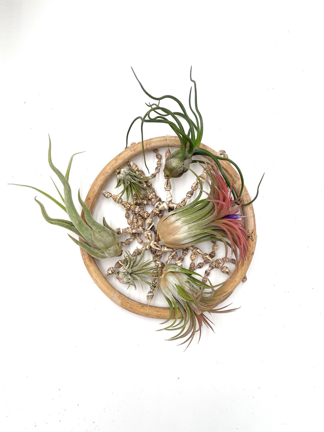 6 Air Plant Grab Bag variety Pack - Etsy