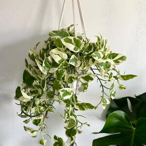 6” Large Pothos Njoy - Hanging House Plant - Comes With Hanger - Etsy