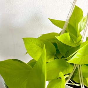 Large Neon Pothos Hanging House Plant Trailing Indoor Plant in 6 Pot - Etsy