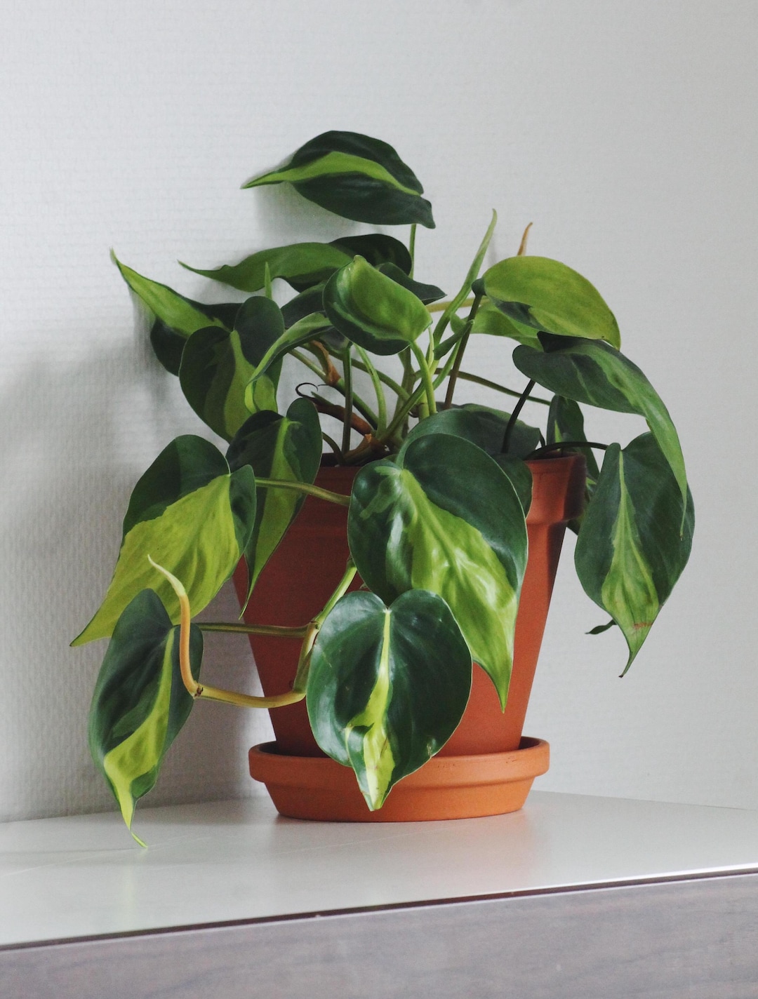 Brasil Philodendron, Brazil Pothos - Variegated Tropical House Plant - Etsy