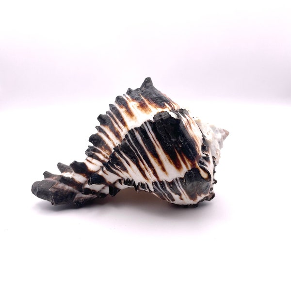 Sea Shell Decor - Etsy