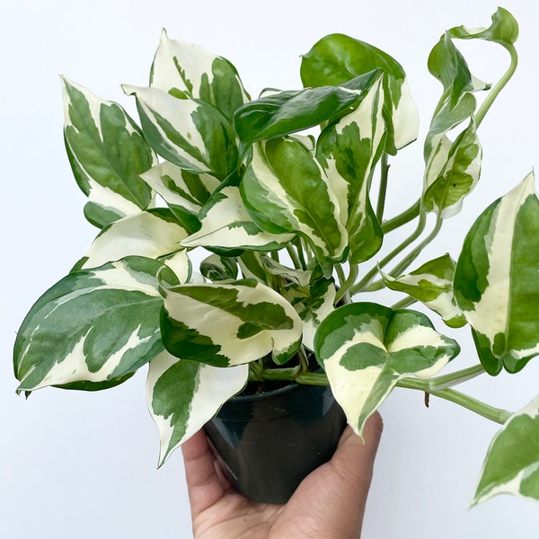 Pothos - Etsy