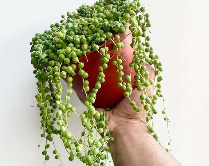 Variegated String of Pearls Succulents Plants House Plants 2 Inch or 4 ...
