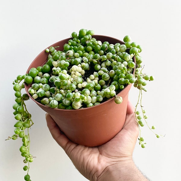String of Pearls - Etsy