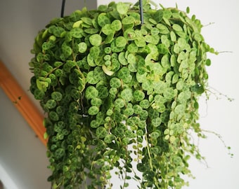 4 String of Turtles, Peperomia - Etsy