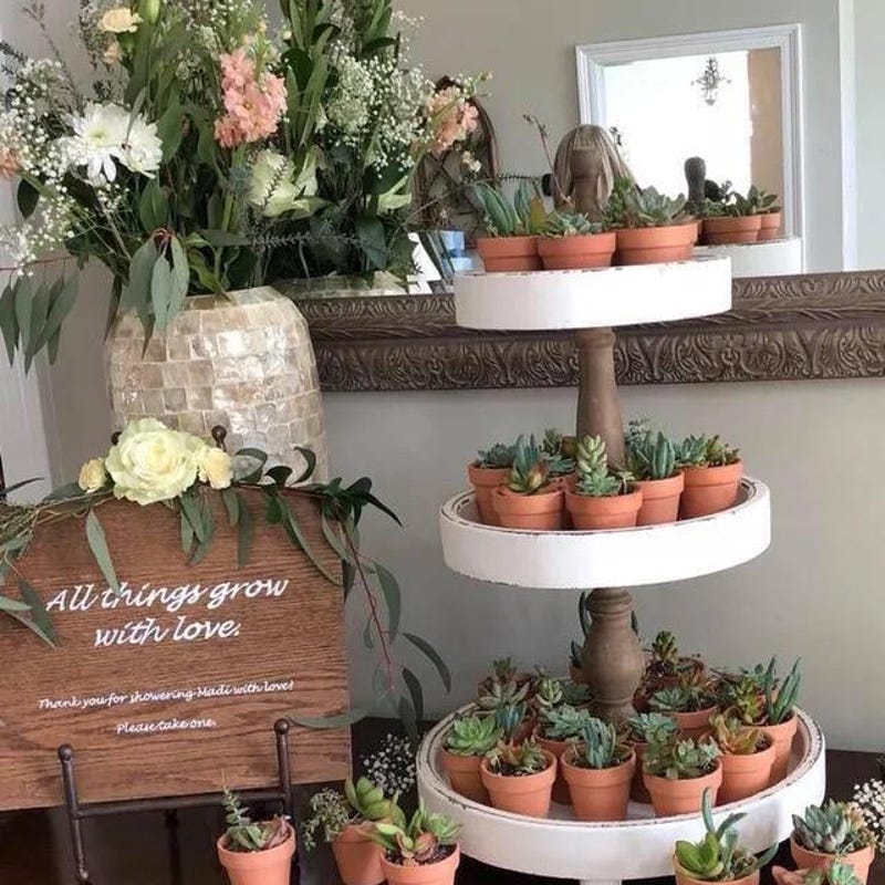 Succulent Party - Etsy