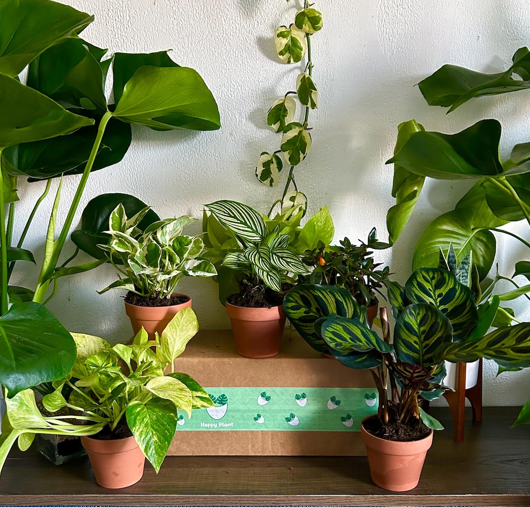 House Plant Bundle Box - 5 Different Varieties - Etsy
