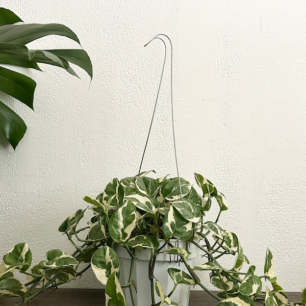 Pothos Plant - Etsy