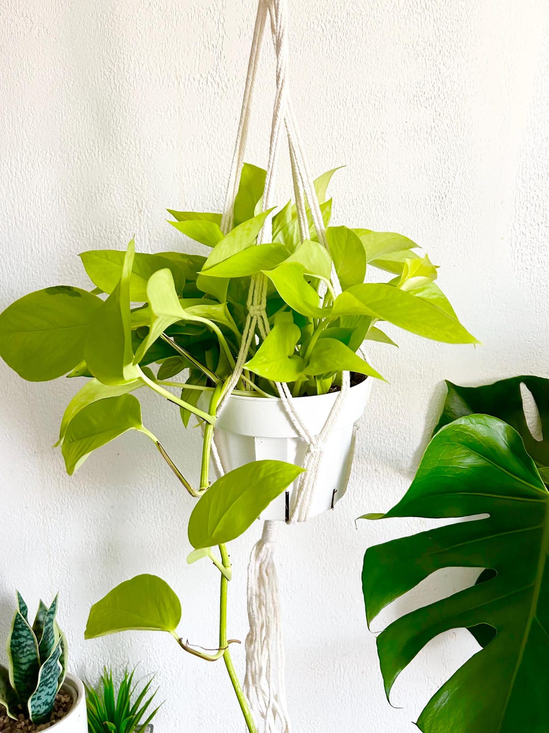 Large Neon Pothos Hanging House Plant Trailing Indoor Plant in 6 Pot - Etsy
