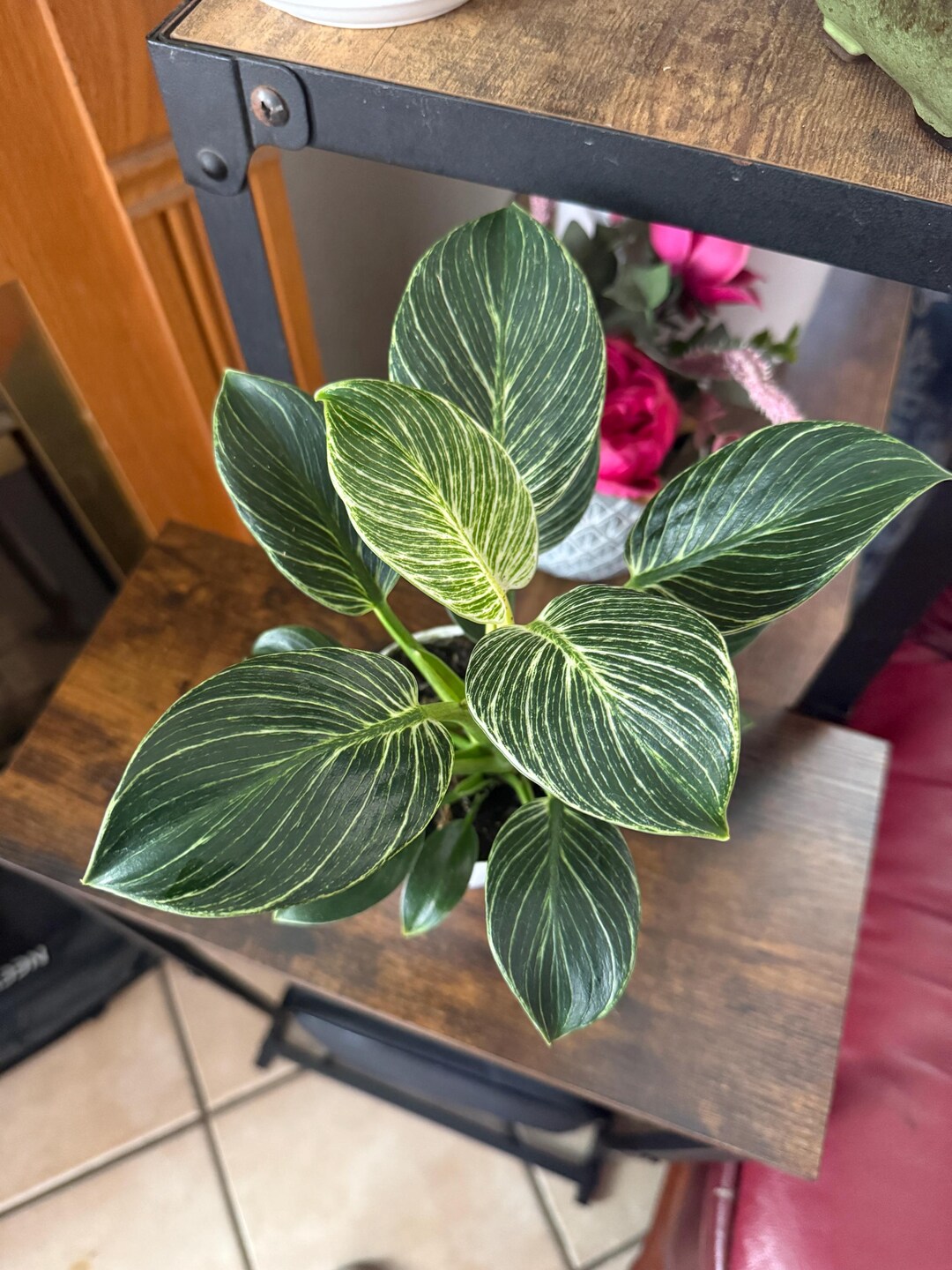 Philodendron Birkin, Variegated House Plant, White and Green Plant in 4 ...