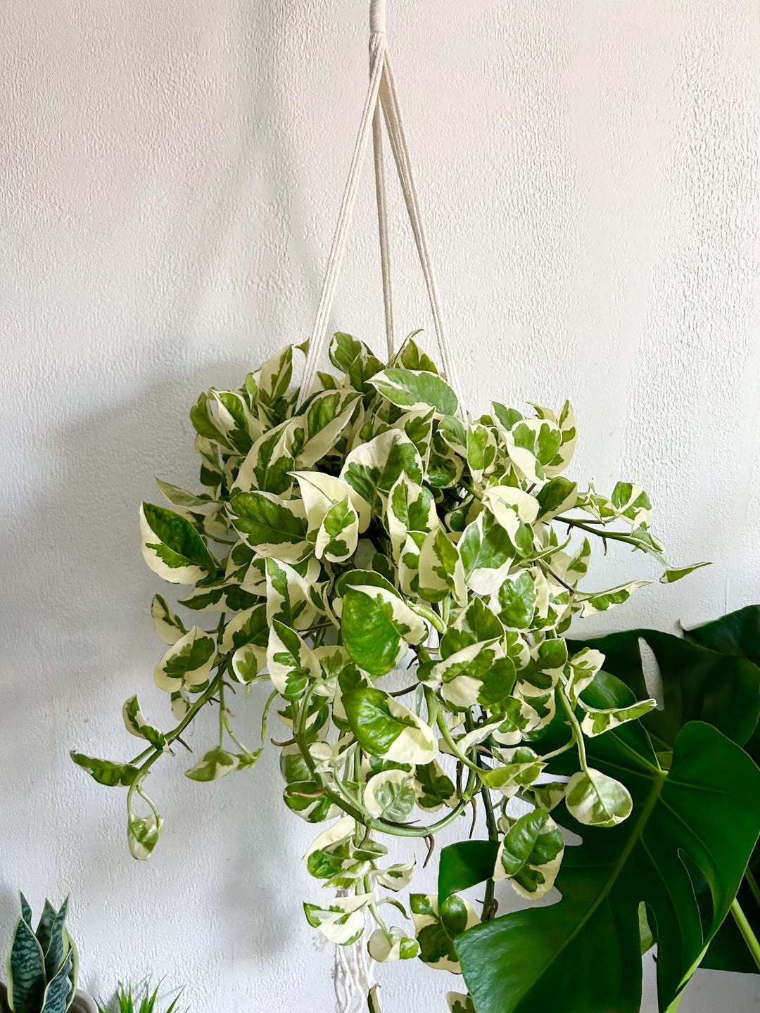 6” Large Pothos Njoy - Hanging House Plant - Comes With Hanger - Etsy