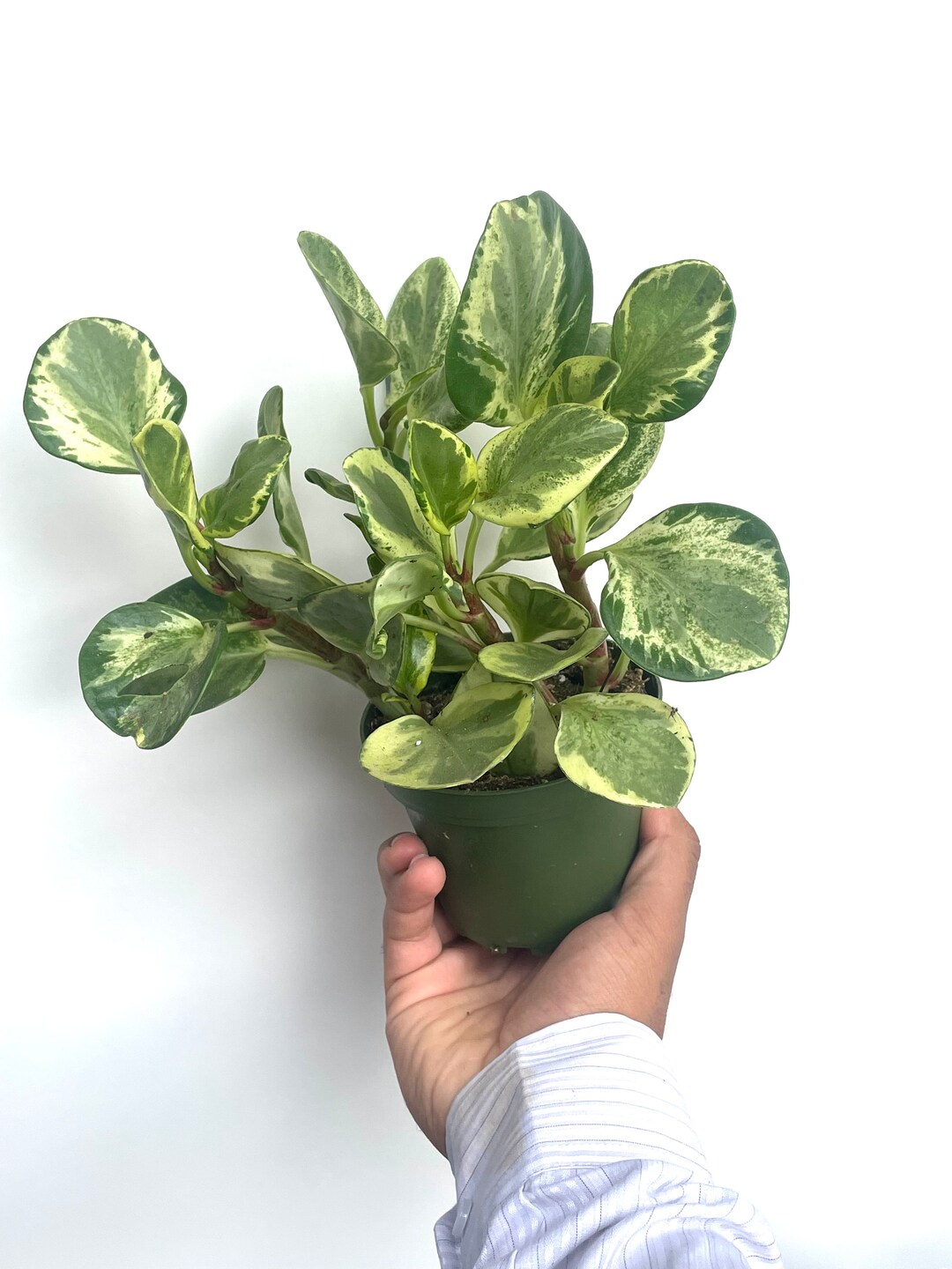 Peperomia Obstufolia Variegated House Plant in 4 Inch Pot - Etsy