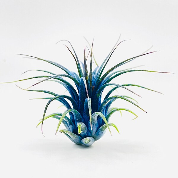Color Enhanced Air Plants - Etsy