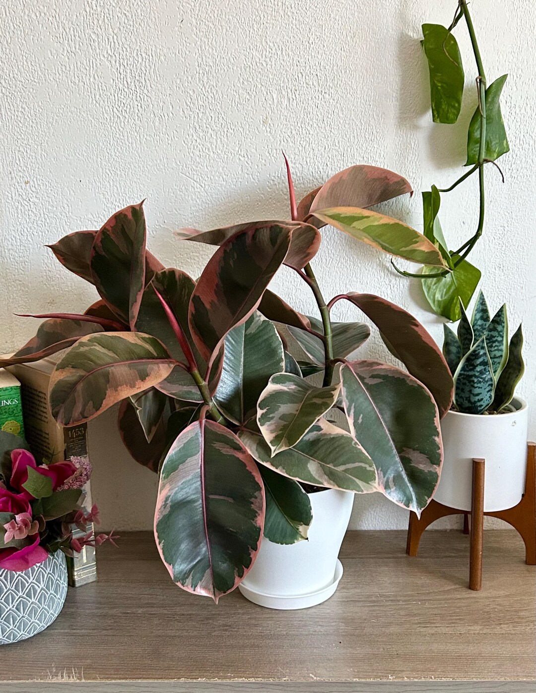 XL Ficus Elastica Tineke, Ruby Variegated Rubber Tree - Etsy