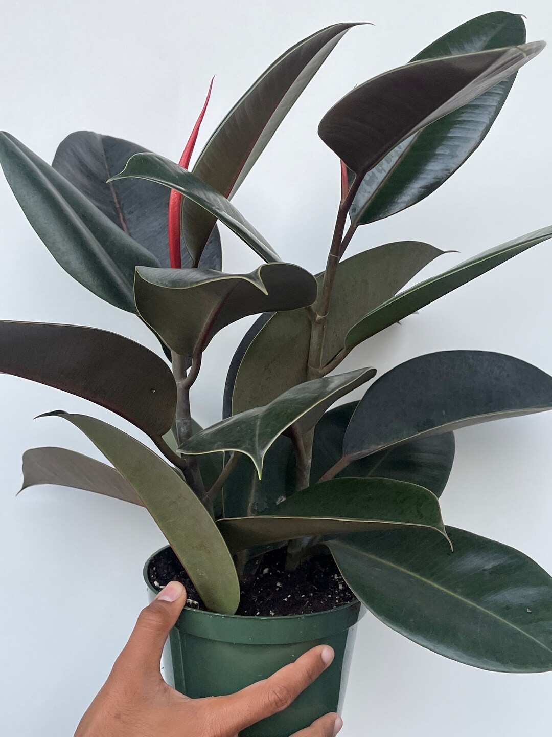 Ruby Rubber Tree| Extra Large Size | Ficus Elastica | Tropical House ...
