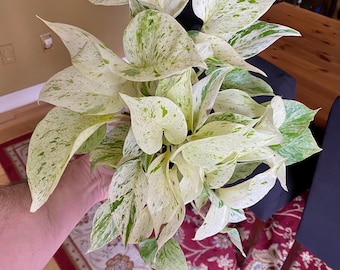 Snow Queen Pothos Single Starter Plant in a 1.5" Pot - Epipremnum ...