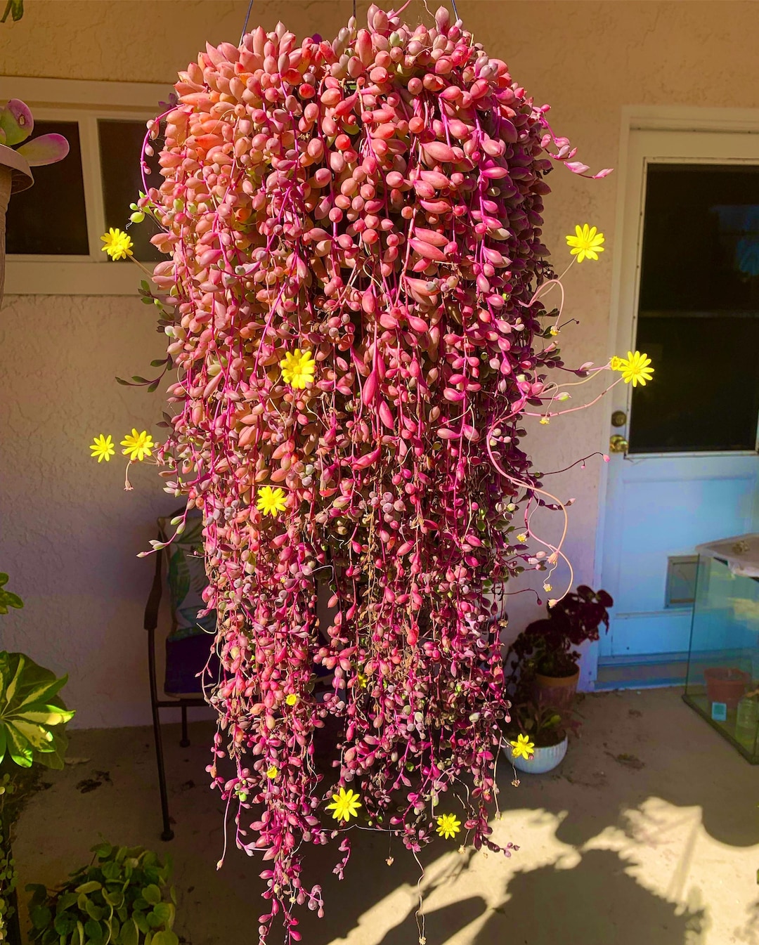 Large String of Ruby - Othonna Capensis - Succulent House Plant - Rare ...