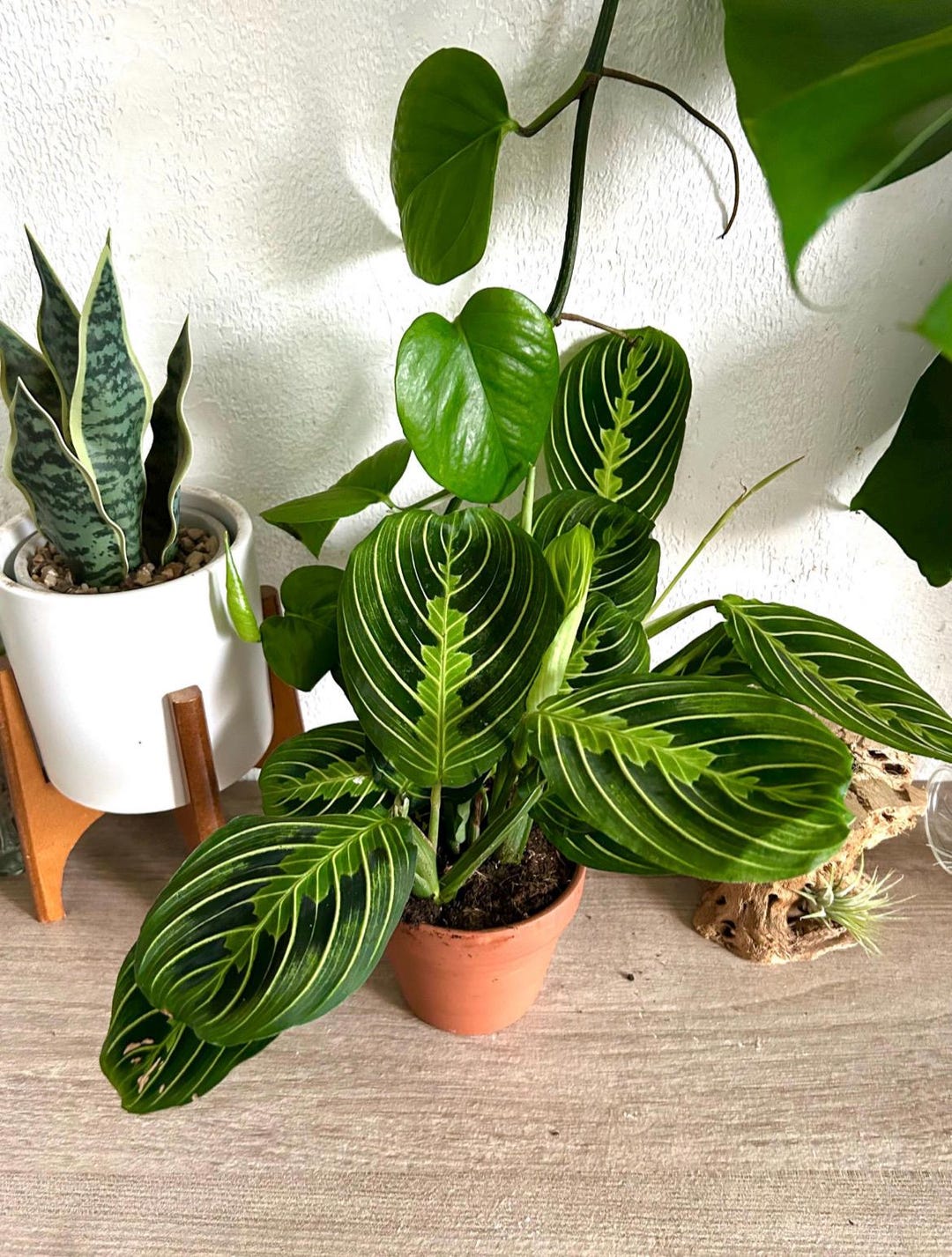 Prayer Plant, Lemon Lime, Maranta Leuconeura Plant - Etsy