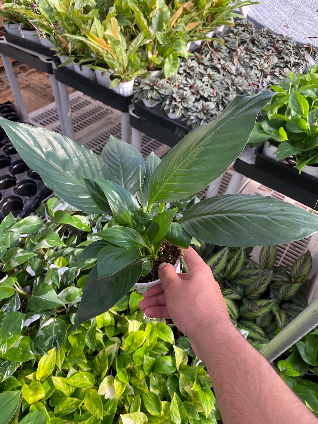 Spathphyllium Peace Lily, Live Beautfiful House Plant, Flowering Plant ...