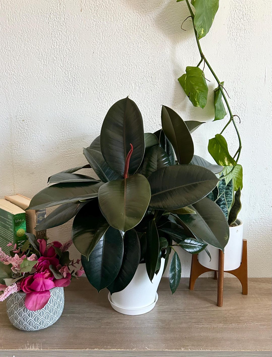 Large Live Rubber Tree - Ficus Elastica Burgandy House Plant - Etsy