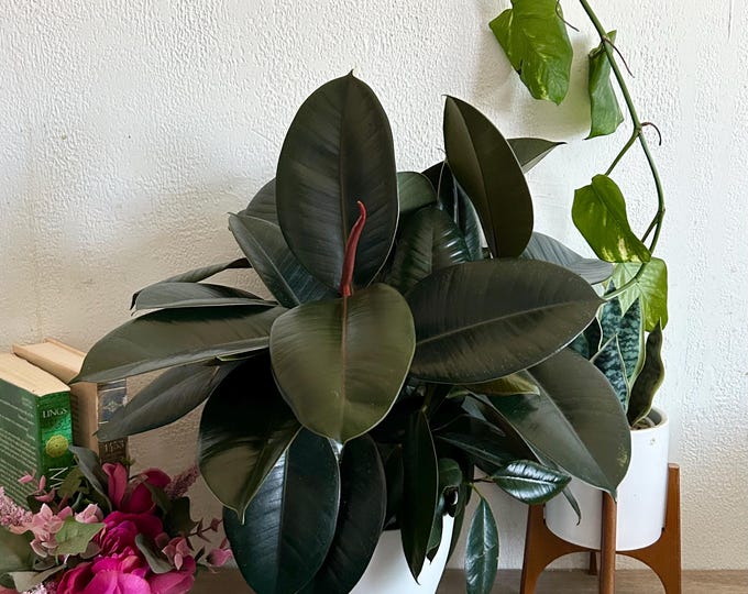 Large Live Rubber Tree - Ficus Elastica Burgandy House Plant - Etsy