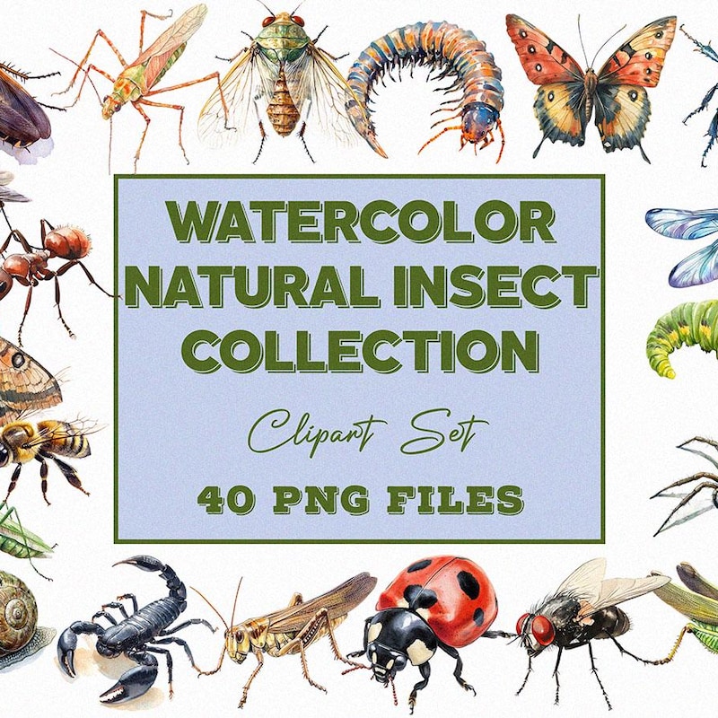 Watercolor Bugs Clipart - Etsy