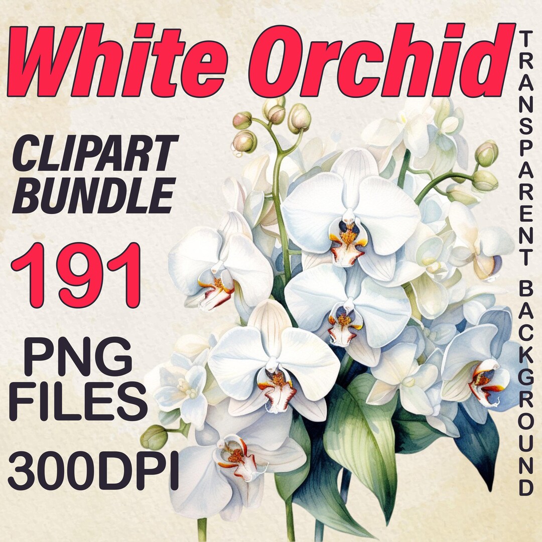 Watercolor White Orchid Clipart Bundle -191 Png's, Beautiful Floral ...