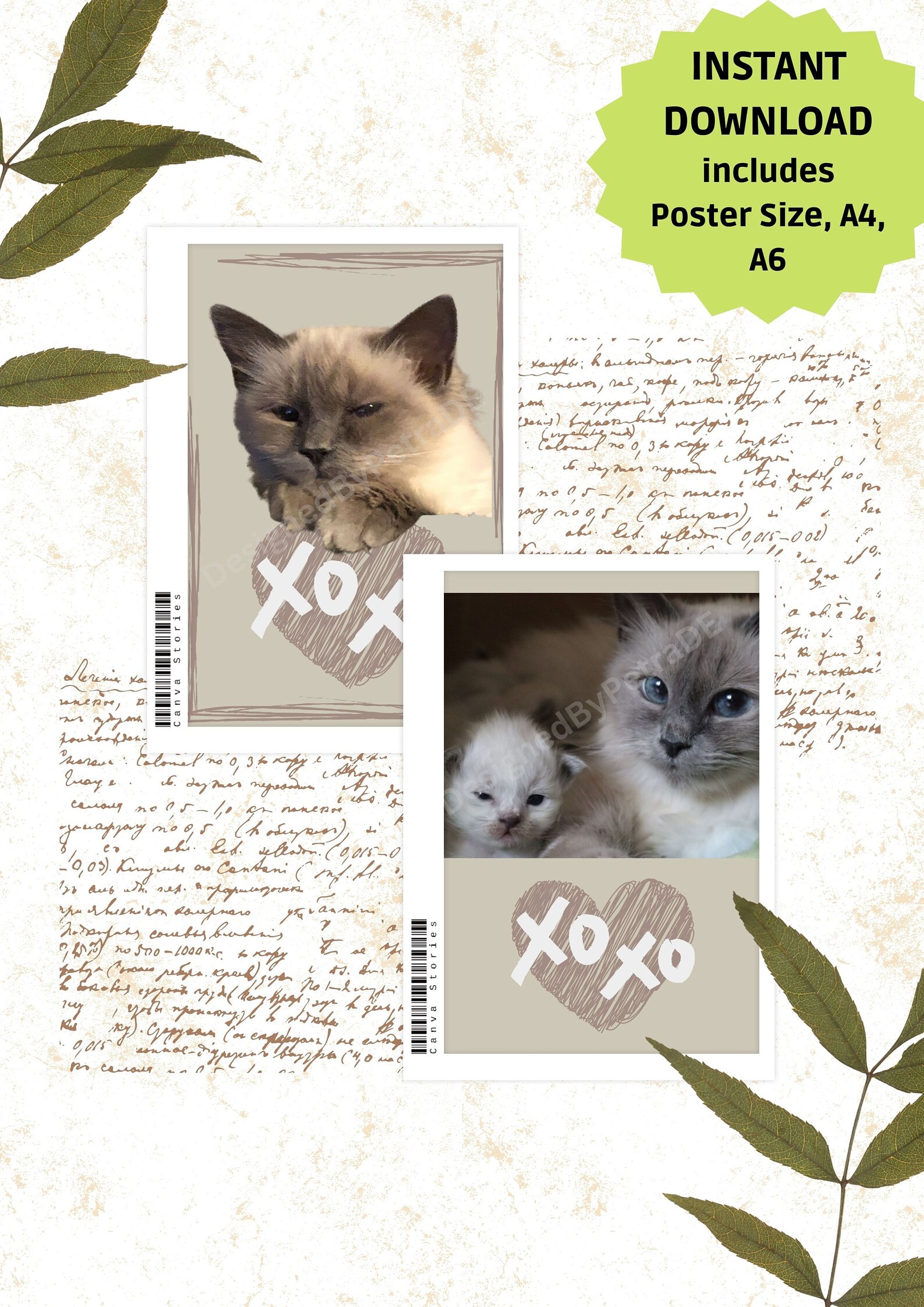 7 Different Cats Pictures in a Set, St Birman Cat Family, Kittens ...