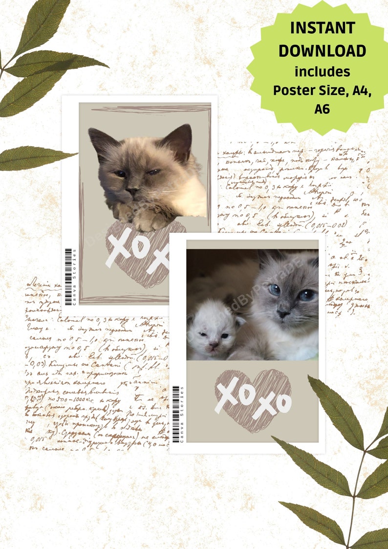 7 Different Cats Pictures in a Set, St Birman Cat Family, Kittens ...