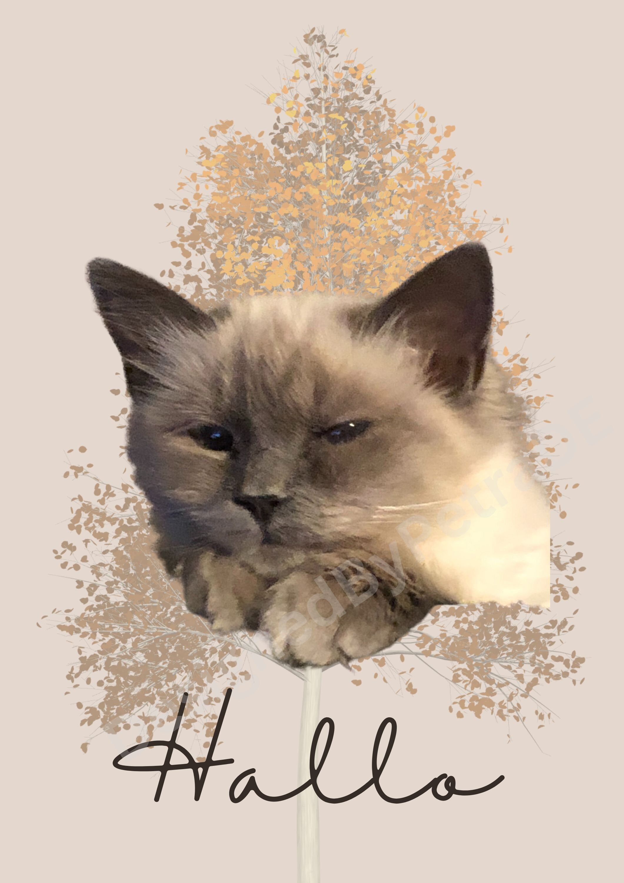 7 Different Cats Pictures in a Set, St Birman Cat Family, Kittens ...